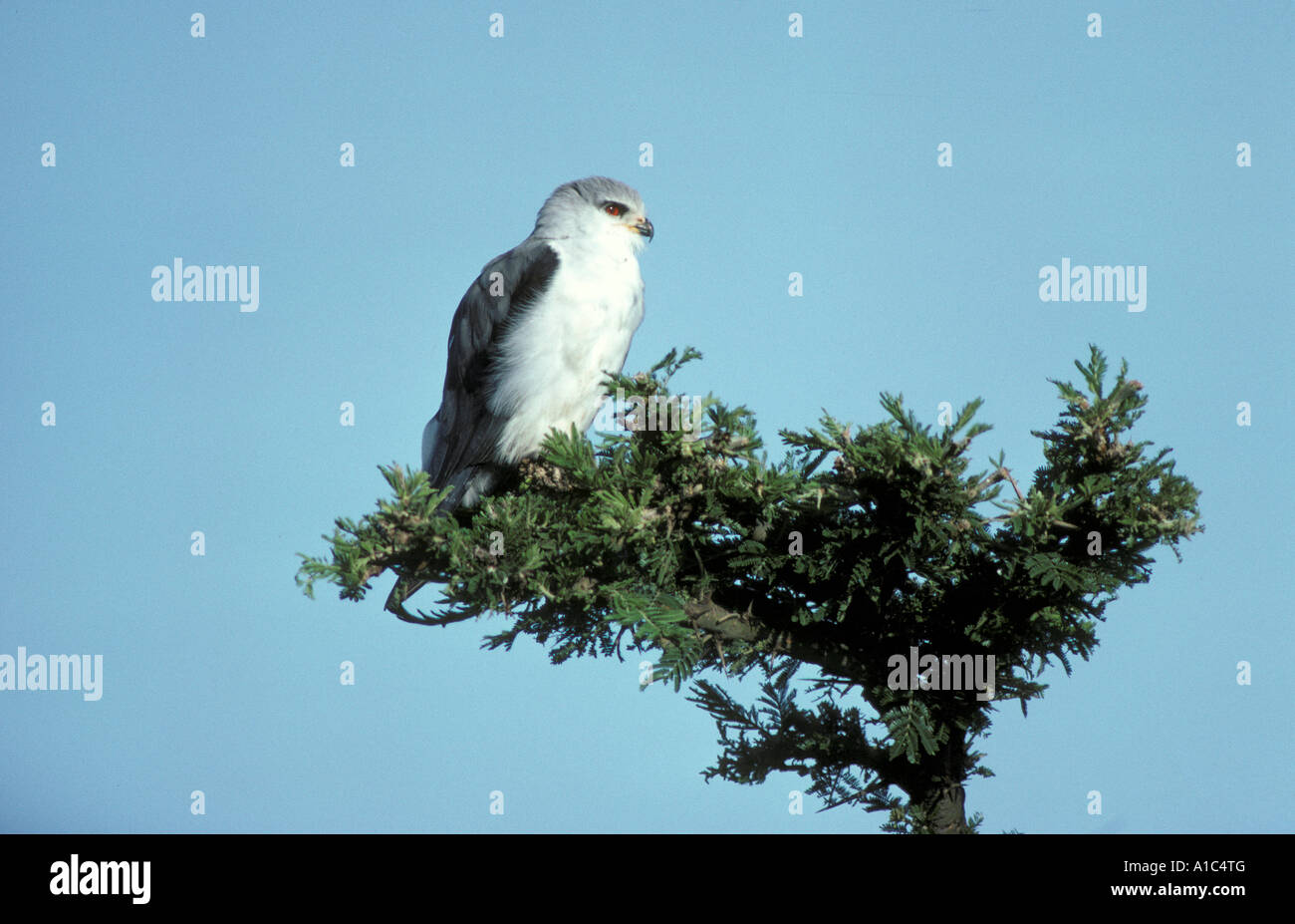 Black shouldered Kite Elanus caeruleus kenya Stock Photo - Alamy