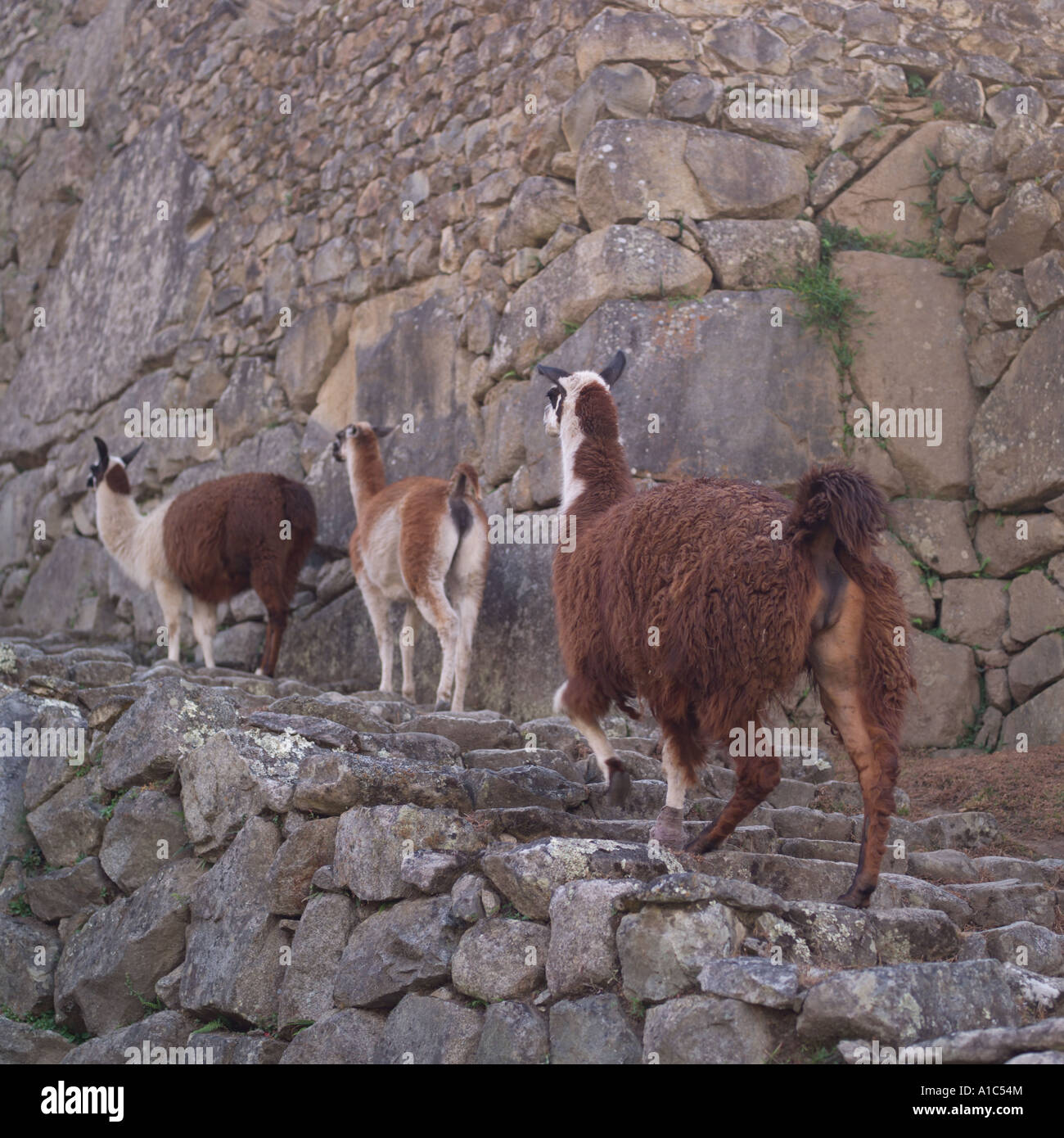 Peru Machu Picchu Stock Photo - Alamy