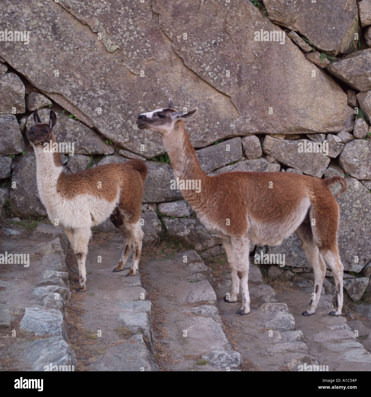Peru Machu Picchu Stock Photo - Alamy