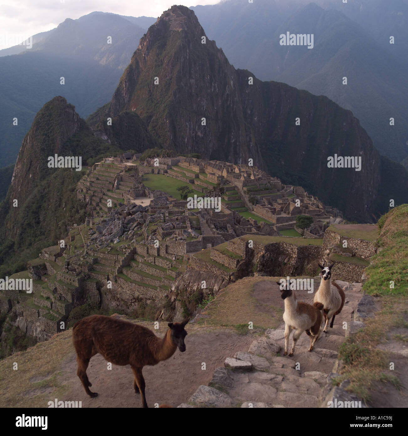 Peru Machu Picchu Stock Photo - Alamy