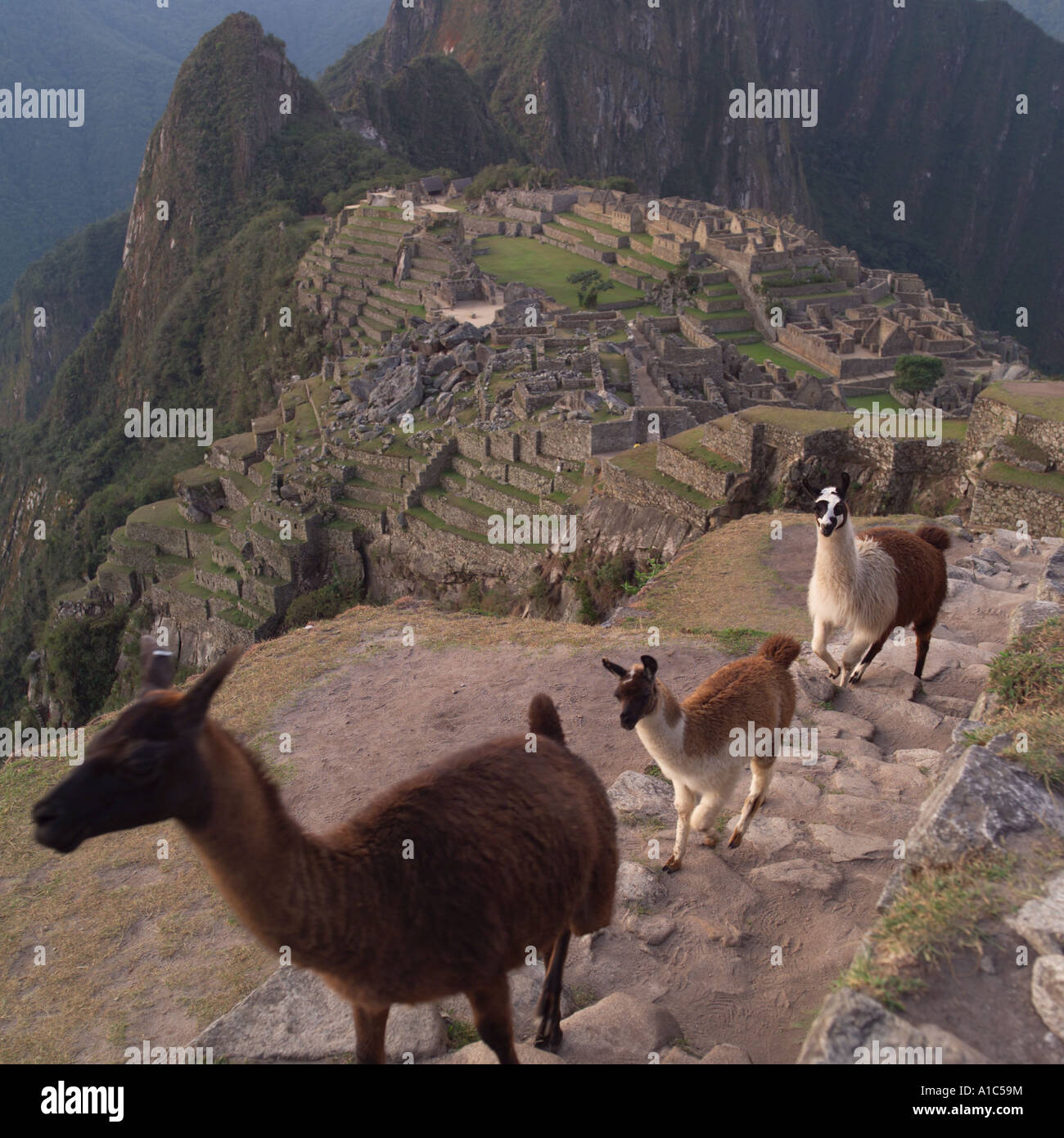 Peru Machu Picchu Stock Photo - Alamy