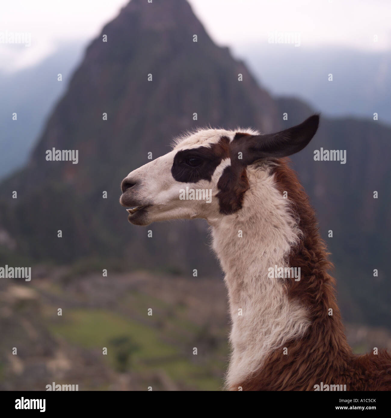 Machu picchu peru profile face hi-res stock photography and images - Alamy