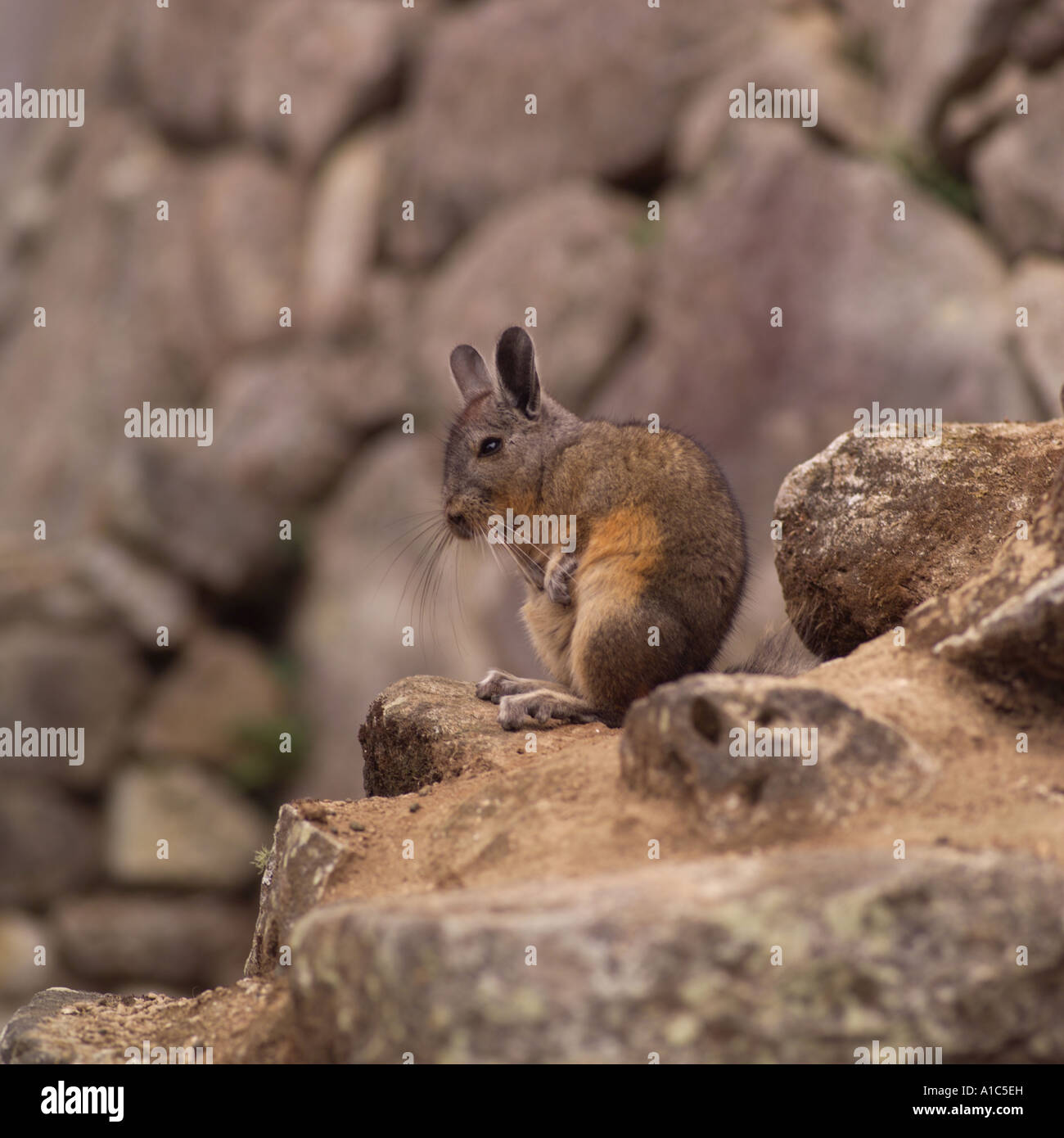 Peru Machu Picchu Stock Photo - Alamy