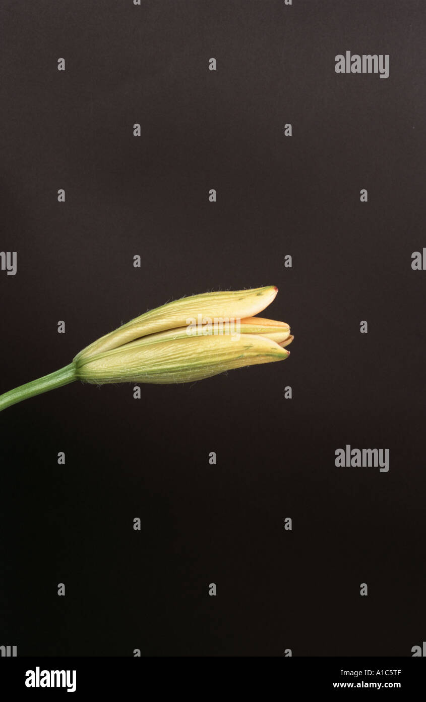 Flower opening sequence hi-res stock photography and images - Alamy