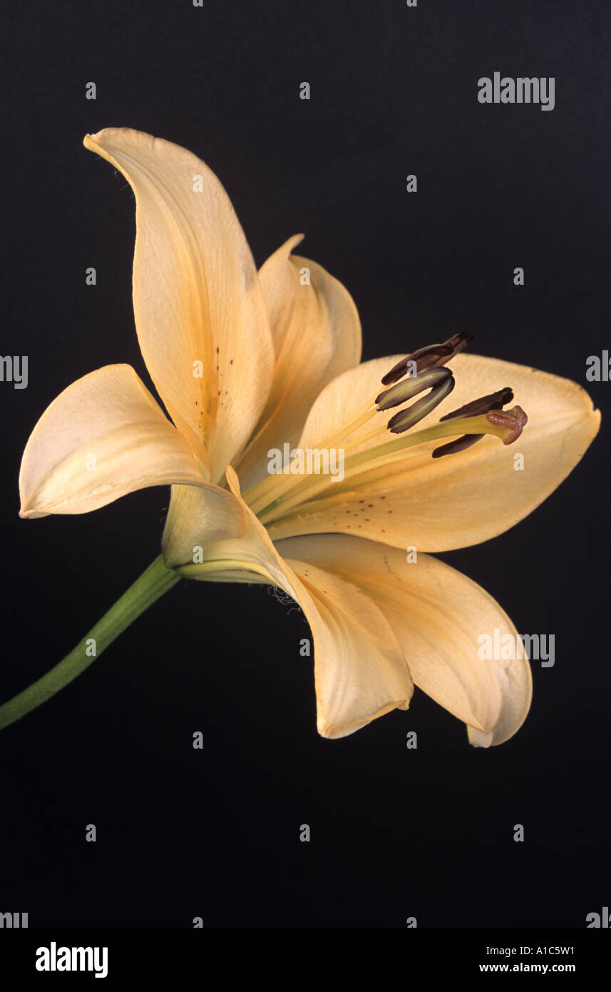 Flower opening sequence hi-res stock photography and images - Alamy