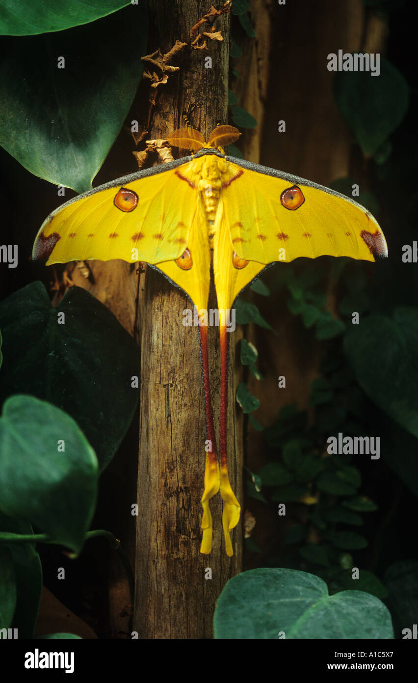 Comet moth / Argema mittrei Stock Photo - Alamy