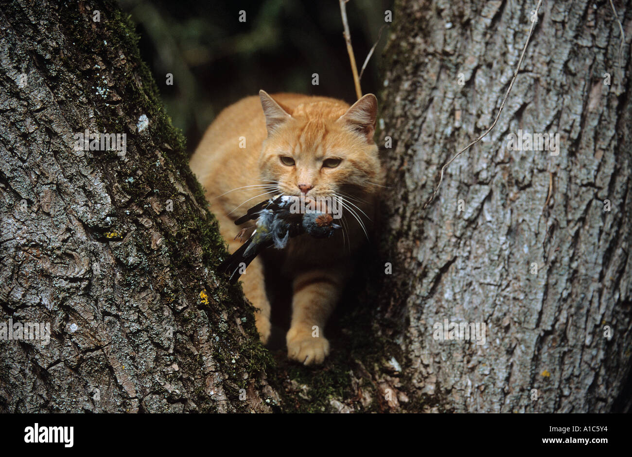 Cat_of_prey hi-res stock photography and images - Alamy