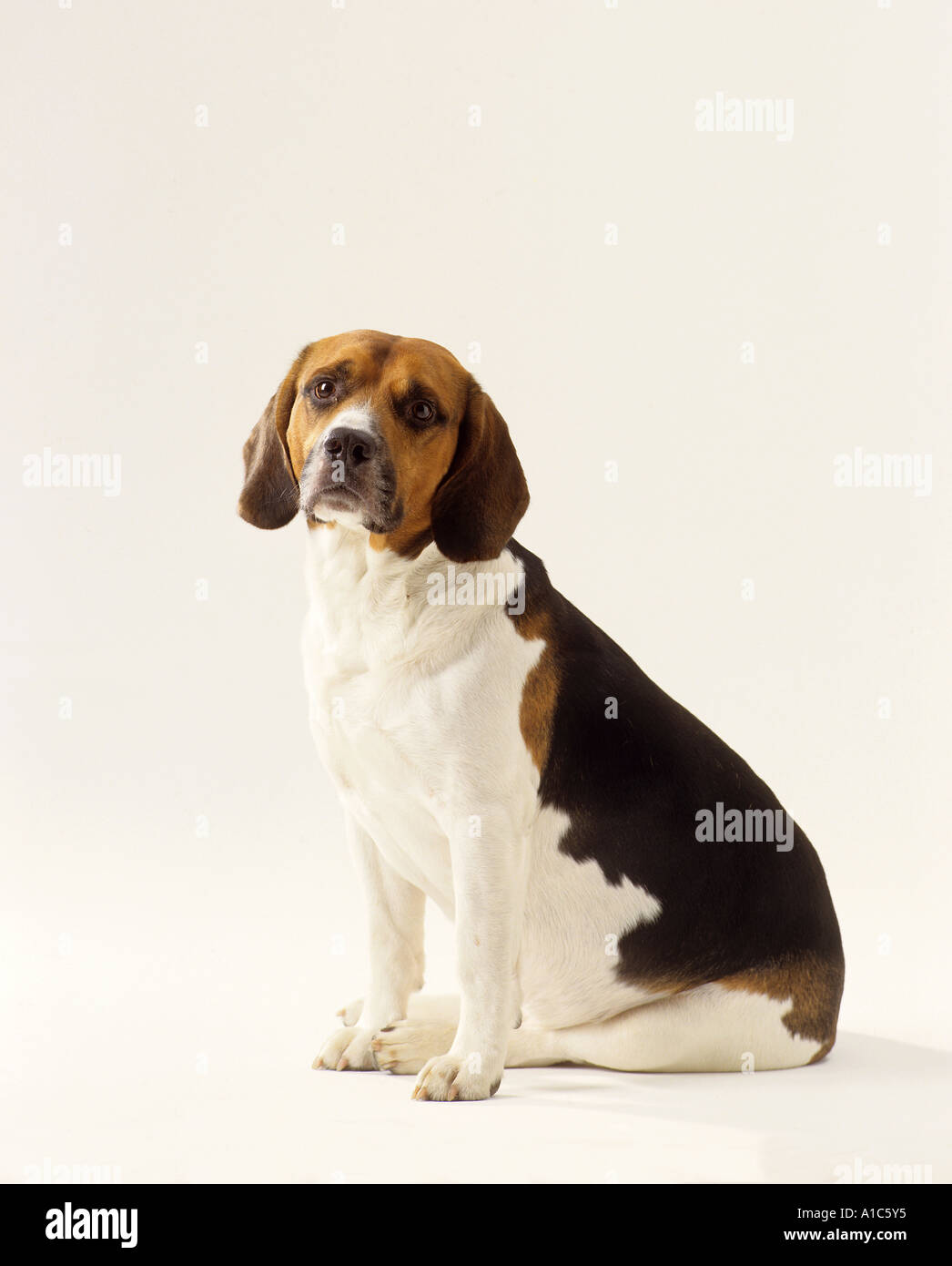 fat Beagle sitting cut out Stock Photo - Alamy