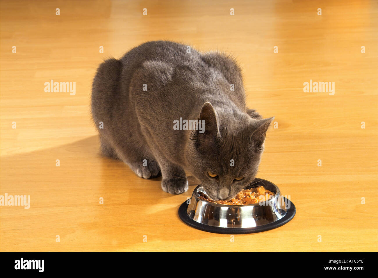 Cat eating pet bird hi-res stock photography and images - Alamy