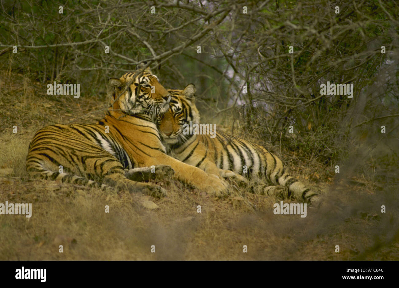 Tigers mating hi-res stock photography and images - Alamy