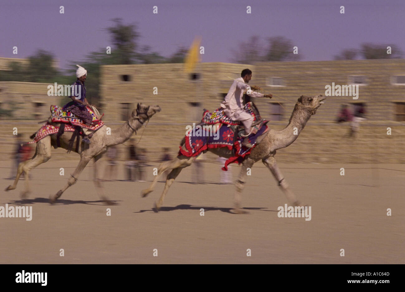 Racing camel and person hi-res stock photography and images - Alamy