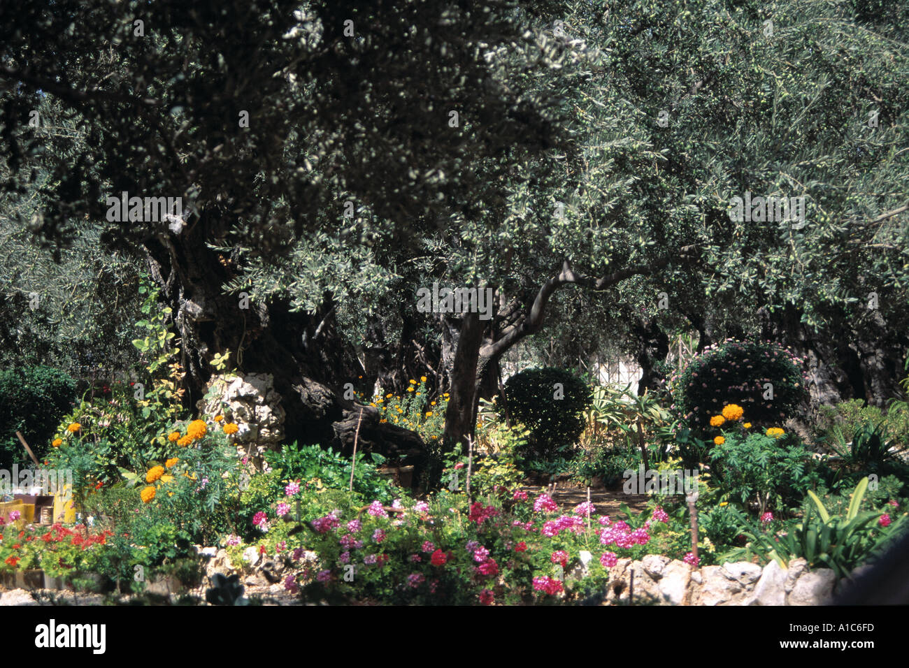 The Garden of Gethsemane in Jerusalem where Jesus underwent agony at ...