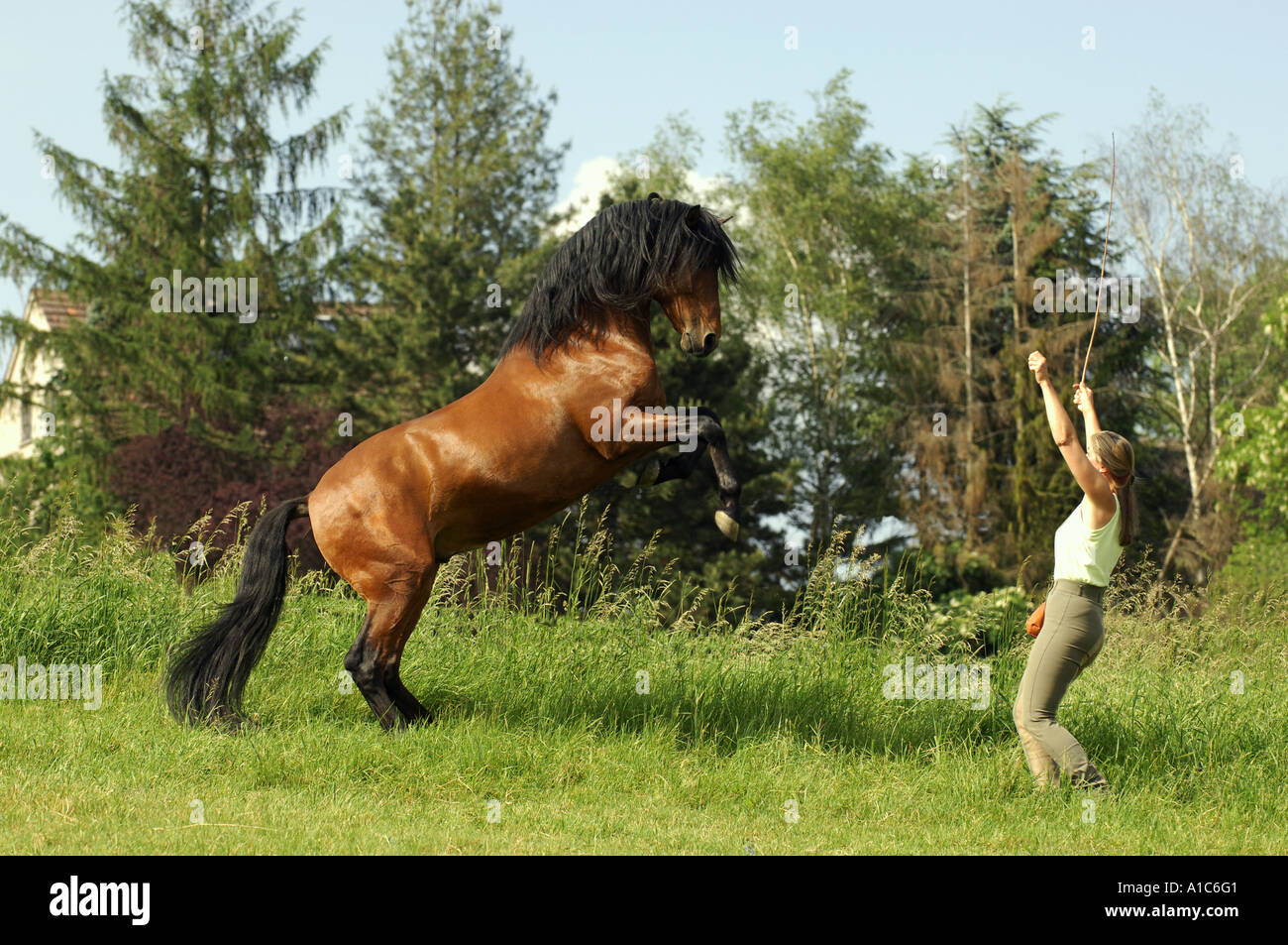 Andalusian horse rearing Stock Photo - Alamy