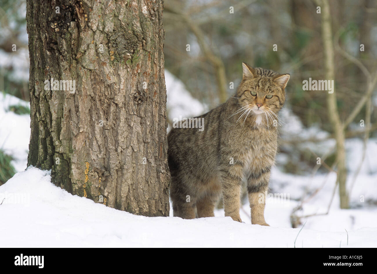 Wildcats in the snow hi-res stock photography and images - Alamy