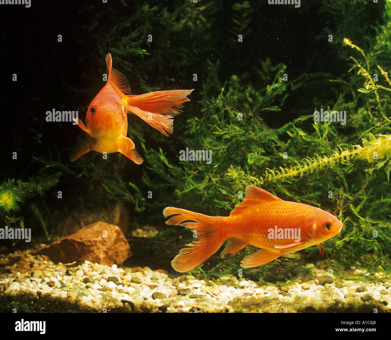 Common carp carassius auratus hi-res stock photography and images - Alamy