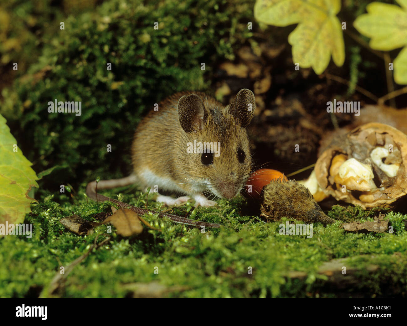 long tailed field mouse Apodemus sylvaticus Sylvaemus sylvaticus Stock ...