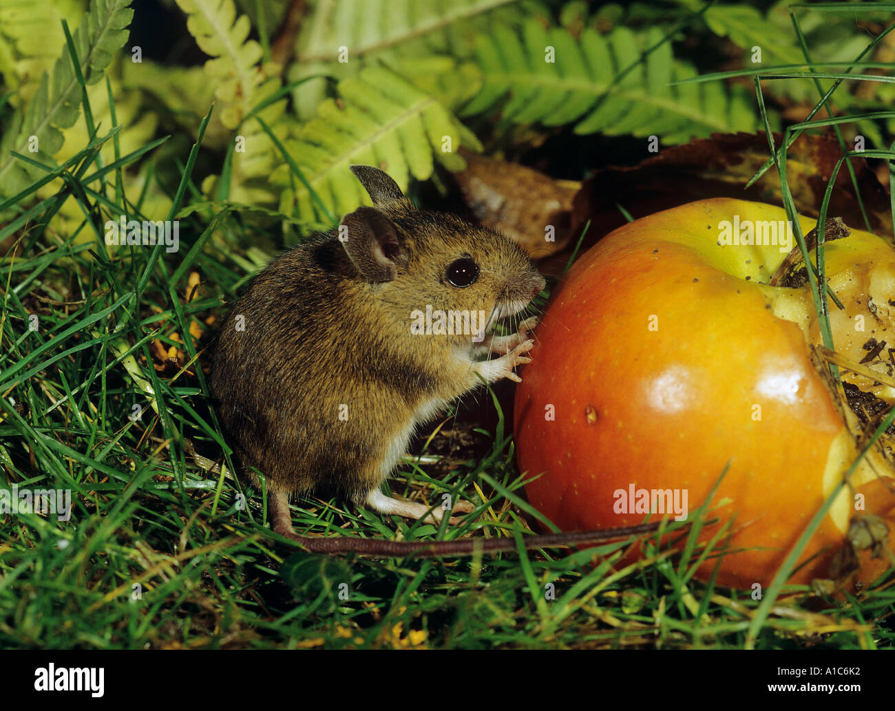 Apodemus sylvaticus stand hi-res stock photography and images - Alamy