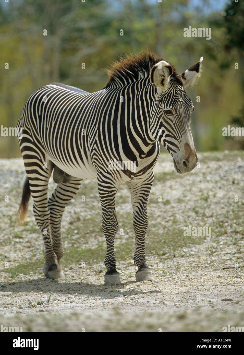 Grevy s zebra hi-res stock photography and images - Alamy