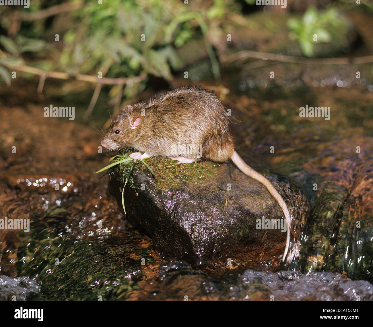 Standing on rat hi-res stock photography and images - Alamy