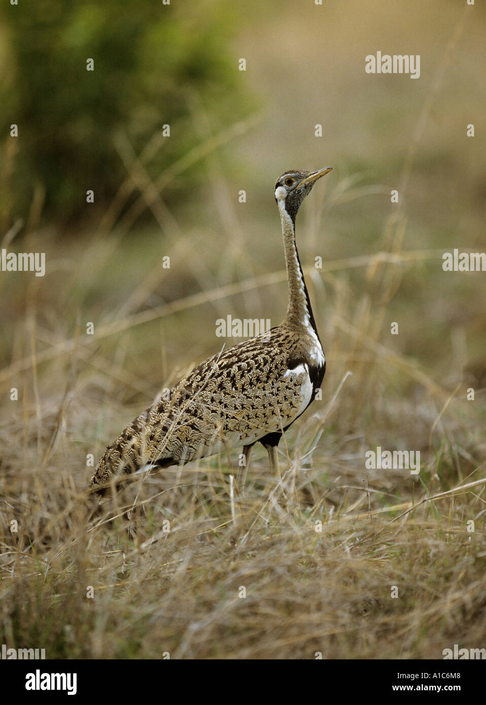 black bellied bustard standing in grass Eupodotis melanogaster Stock ...