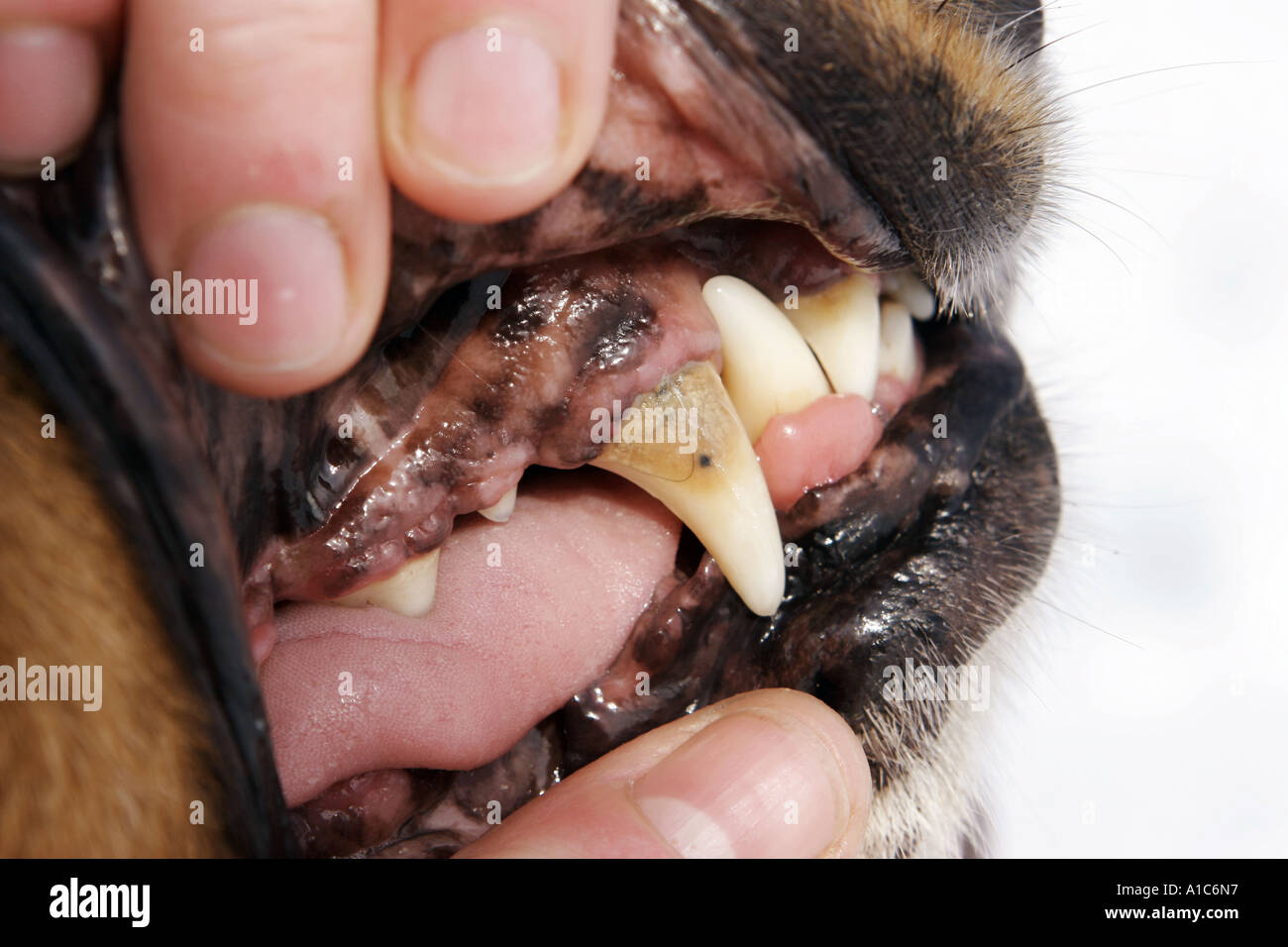 Dog dentition hi-res stock photography and images - Alamy