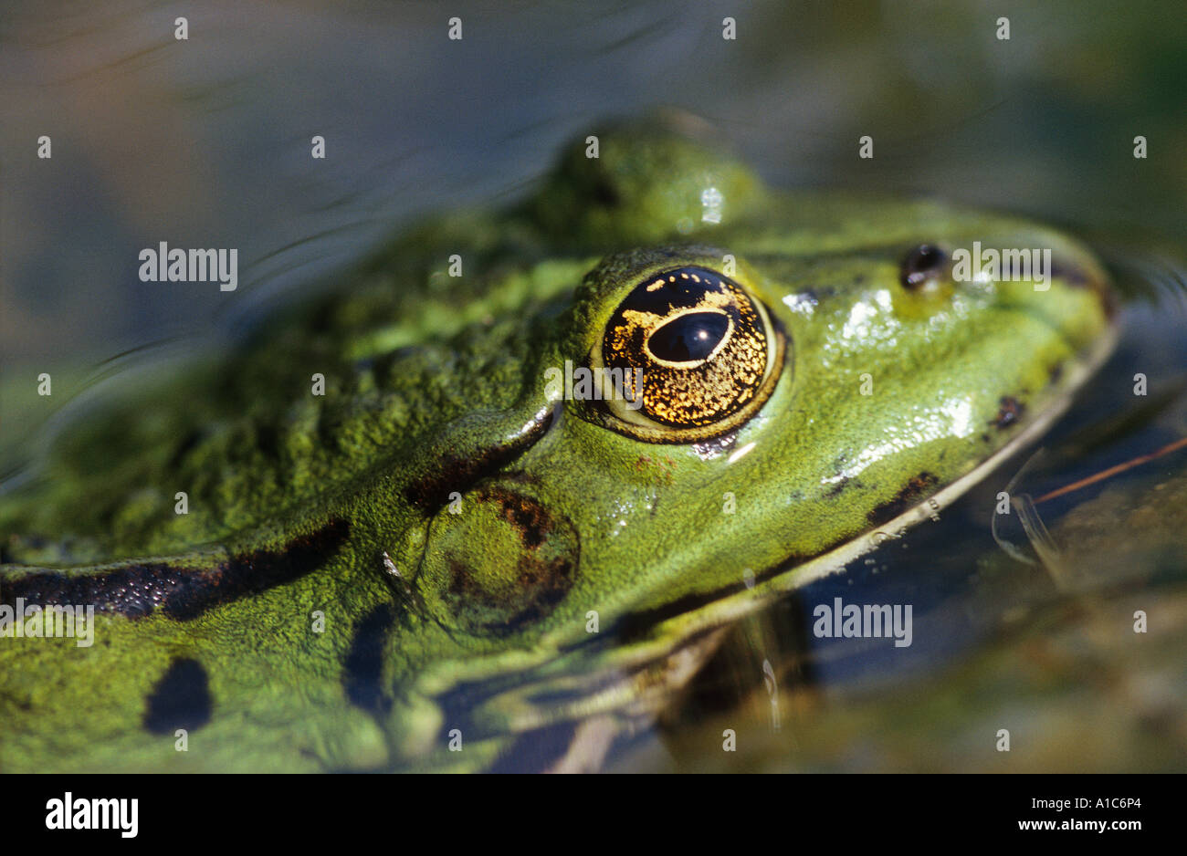 European edible frog in water Rana esculenta Stock Photo - Alamy