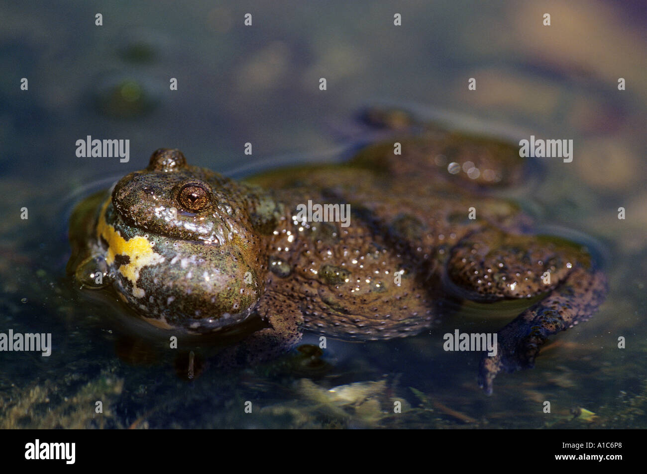 fire bellied toad in water Bombina bombina Stock Photo - Alamy