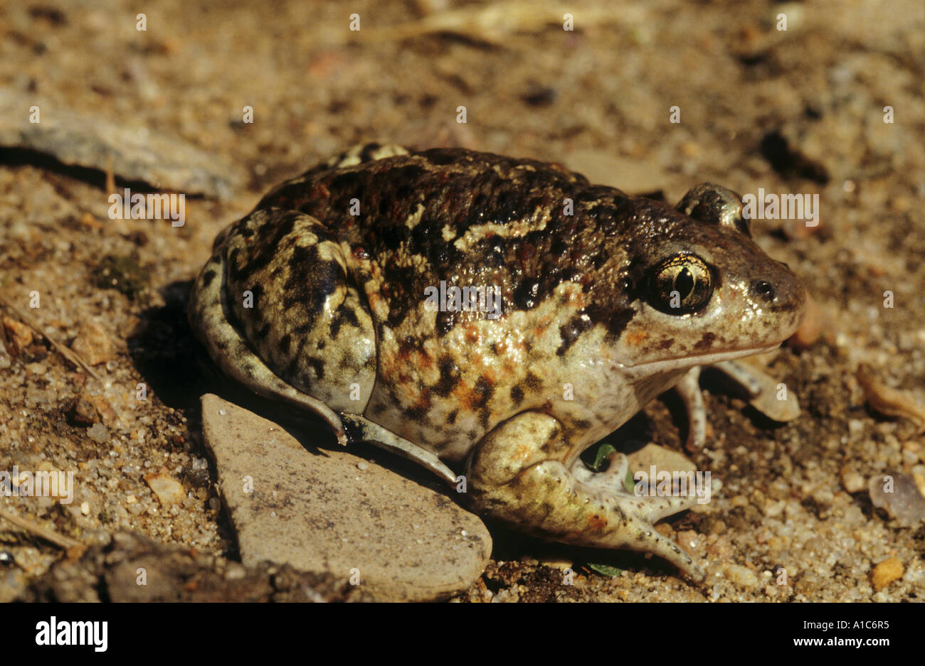 Common spadefoot toads hi-res stock photography and images - Alamy