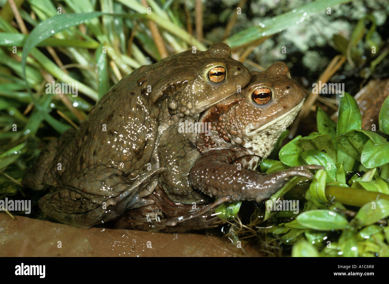 European common toad couple Bufo bufo Stock Photo - Alamy