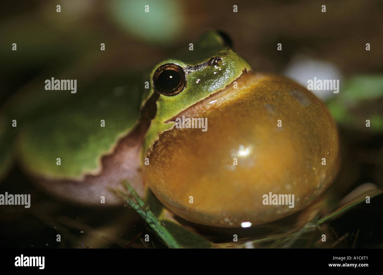 Balloon frog hi-res stock photography and images - Alamy
