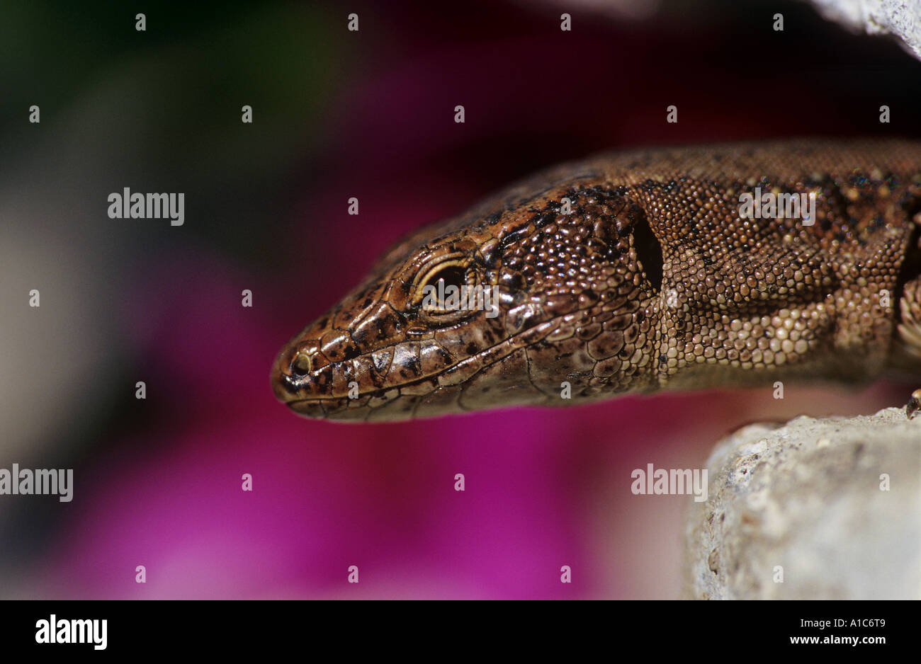Madeiran wall lizard Podarcis dugesii Teira dugesii Stock Photo - Alamy