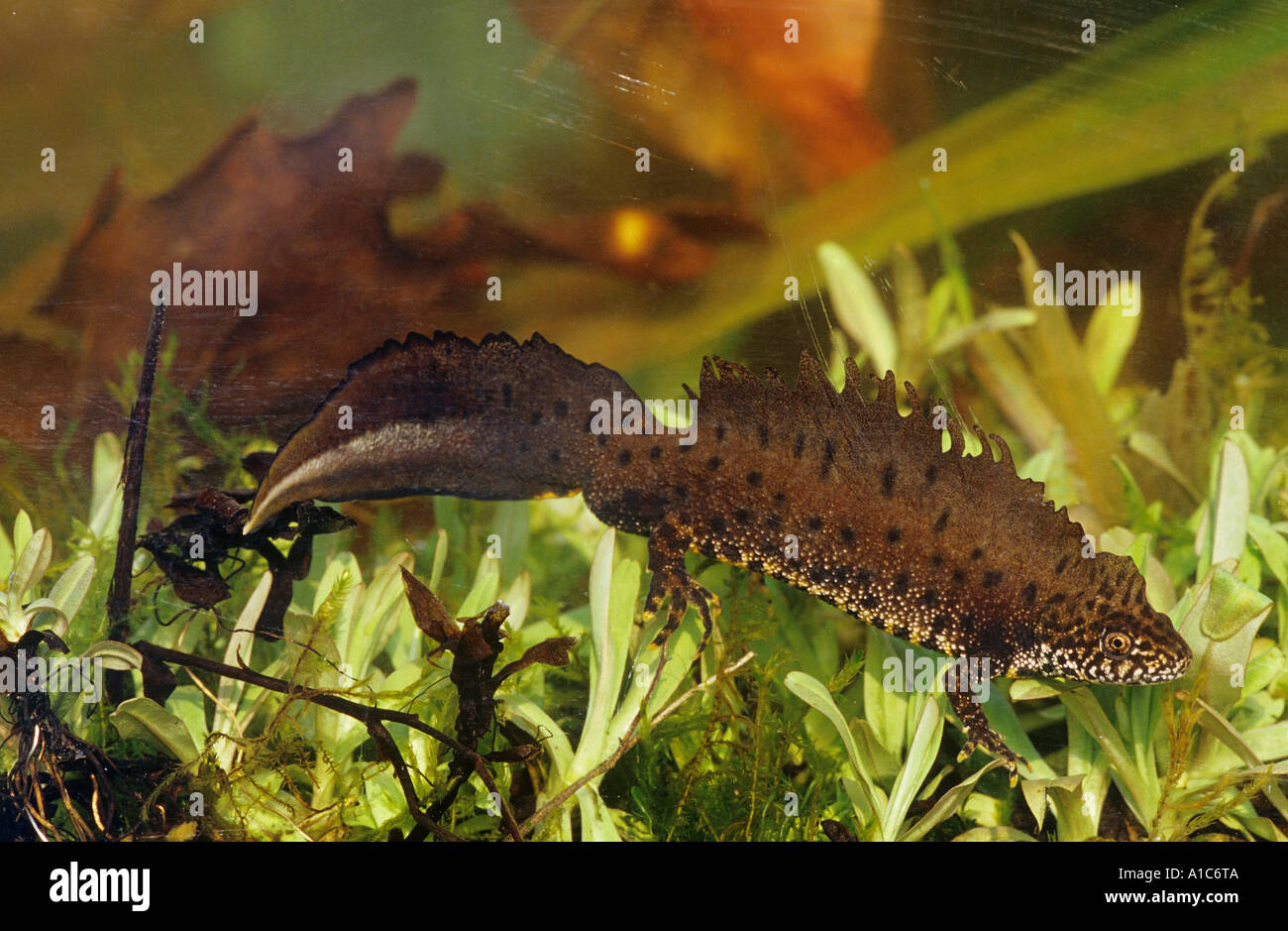 European crested newts hi-res stock photography and images - Alamy