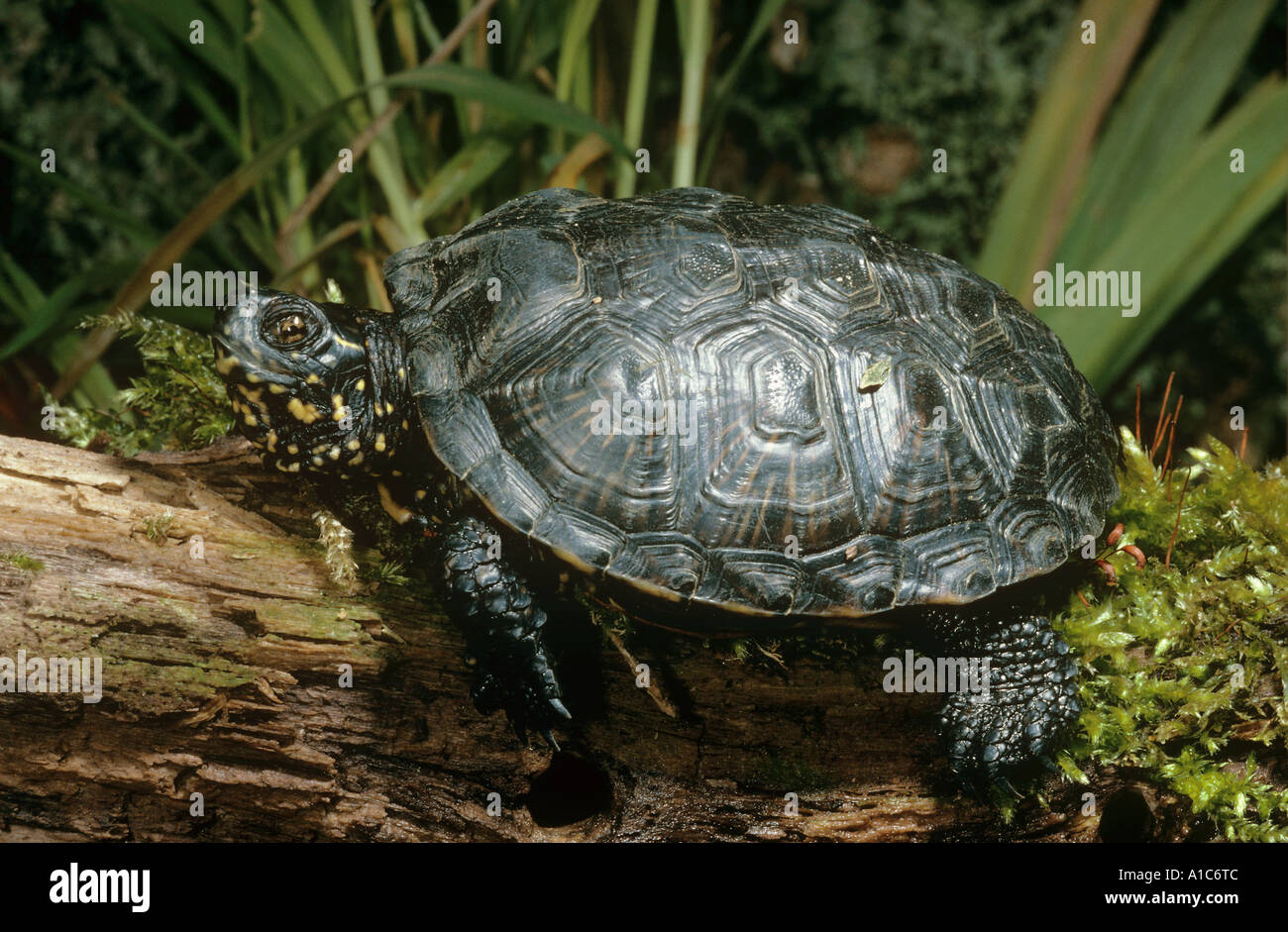 European Pond Turtle (Emys orbicularis) taking a sunbath on a log Stock ...