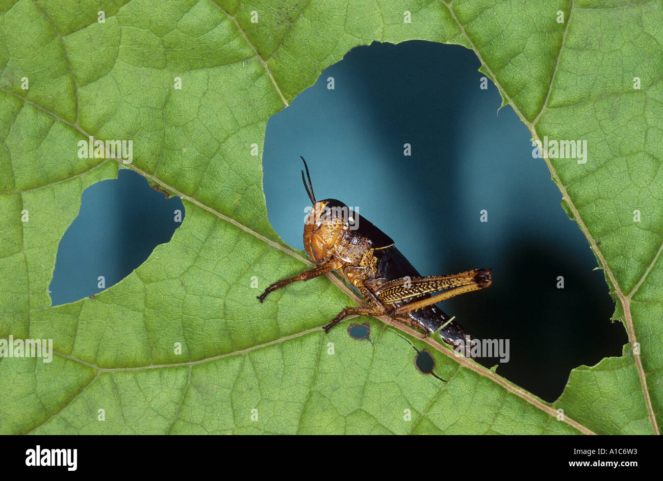 Grasshopper in a self-eaten window in a leaf Stock Photo - Alamy