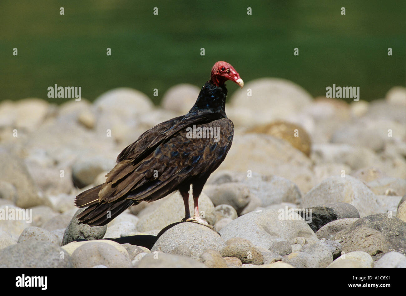turkey vulture standing on stones Cathartes aura Stock Photo - Alamy