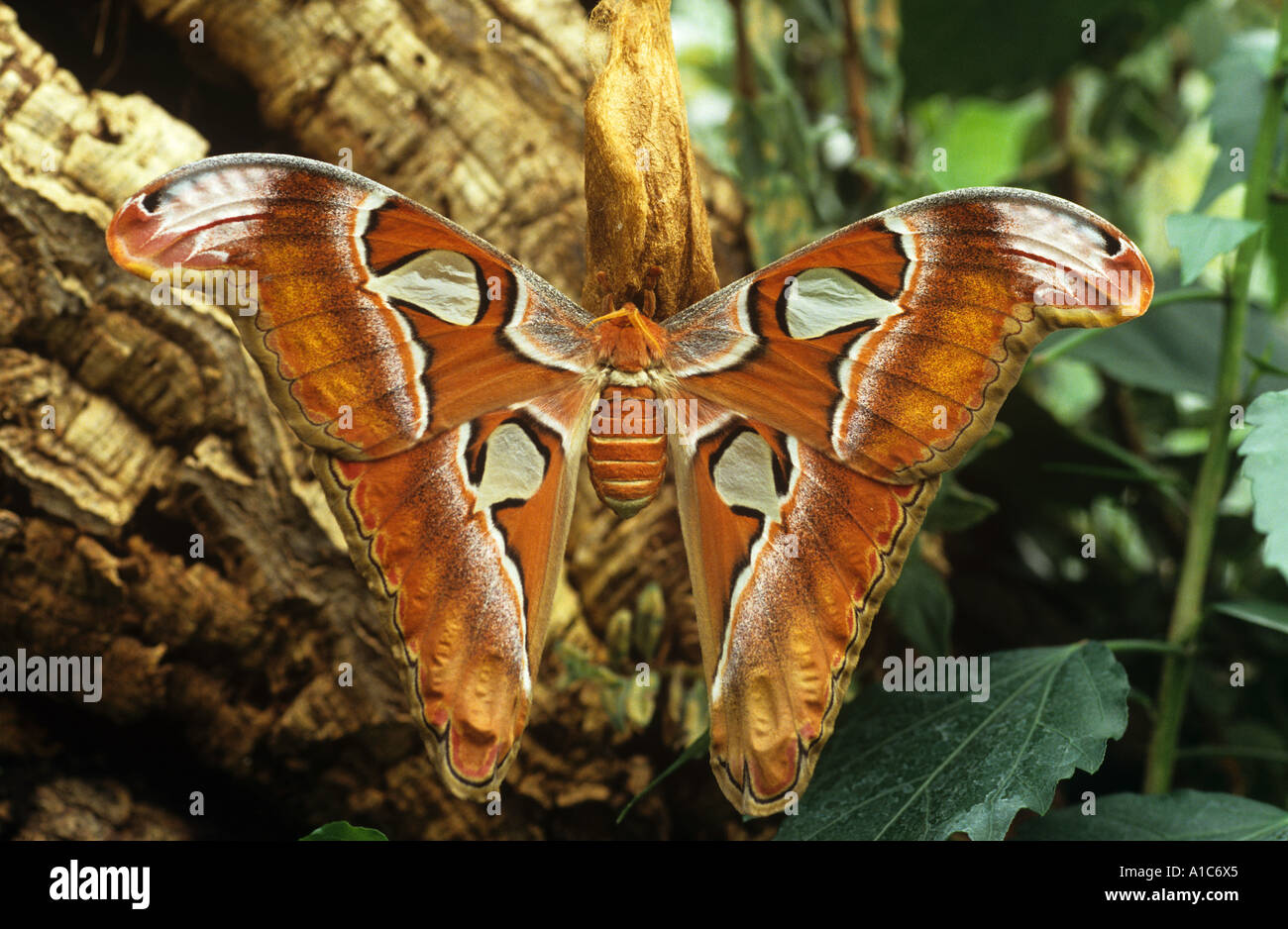 atlas moth Attacus atlas Stock Photo - Alamy
