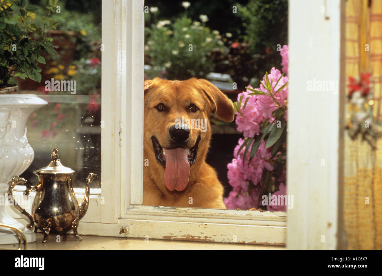 dog looking through window Stock Photo - Alamy