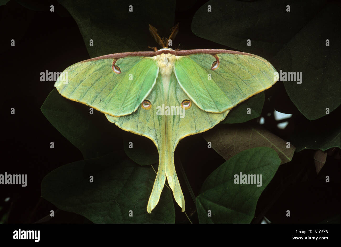 Luna butterfly hi-res stock photography and images - Alamy