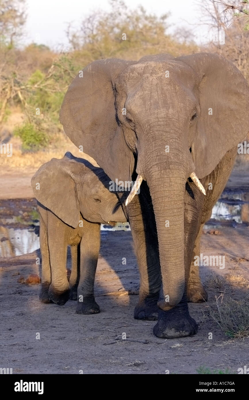 Baby Elephant with Parent in the wild Stock Photo - Alamy