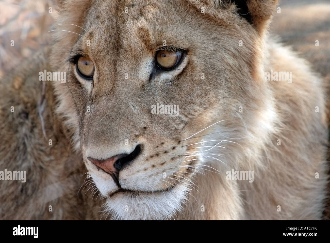 Lion in the wild Stock Photo - Alamy