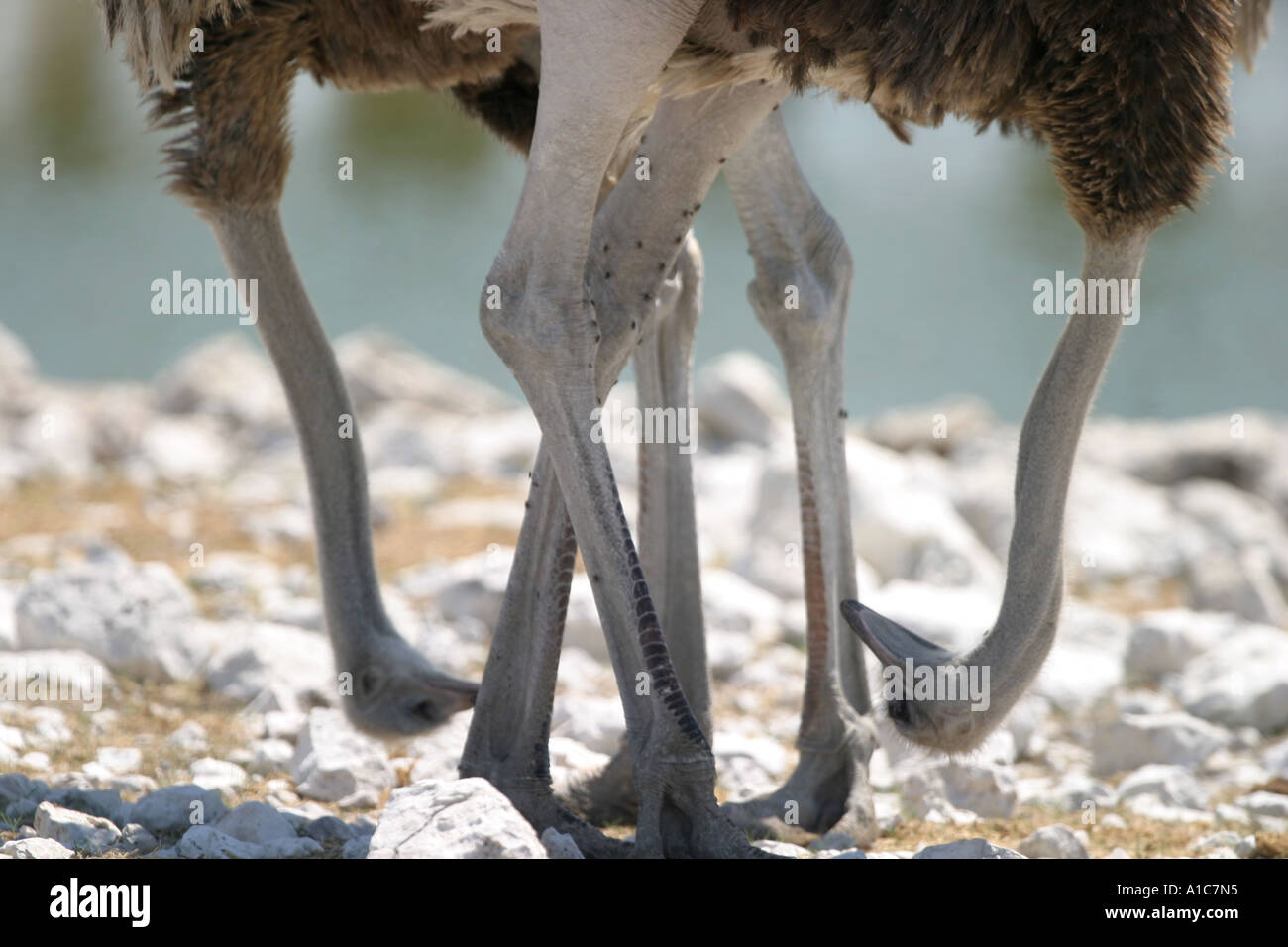 Struthiom hi-res stock photography and images - Alamy
