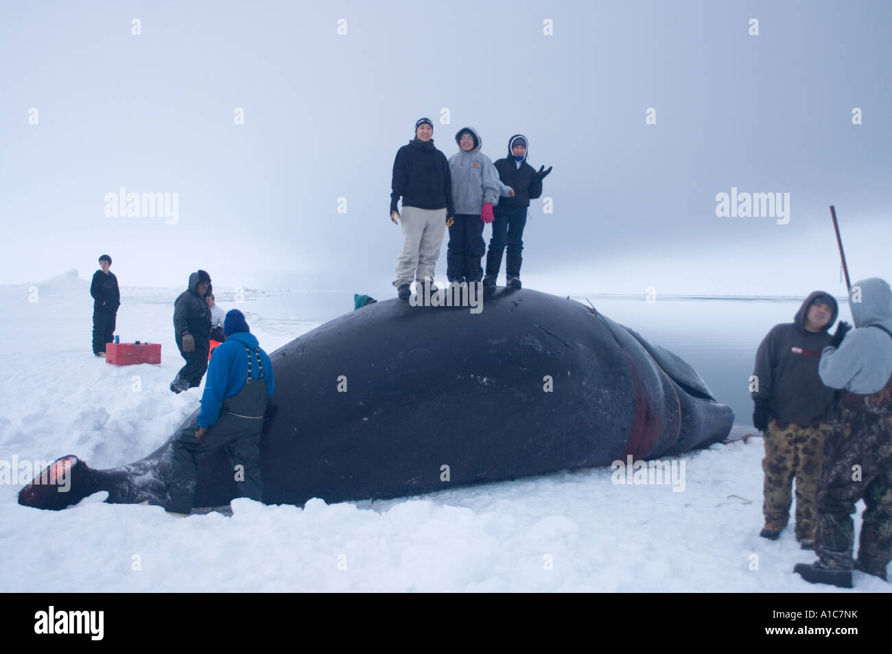 Traditionally alaskan hi-res stock photography and images - Alamy