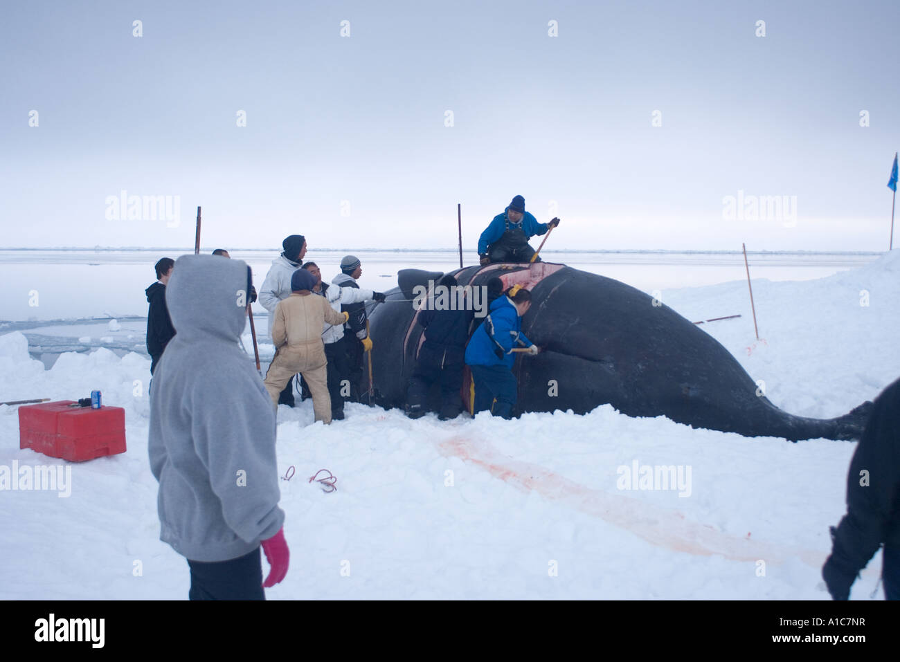 Frozen whale meat hi-res stock photography and images - Alamy