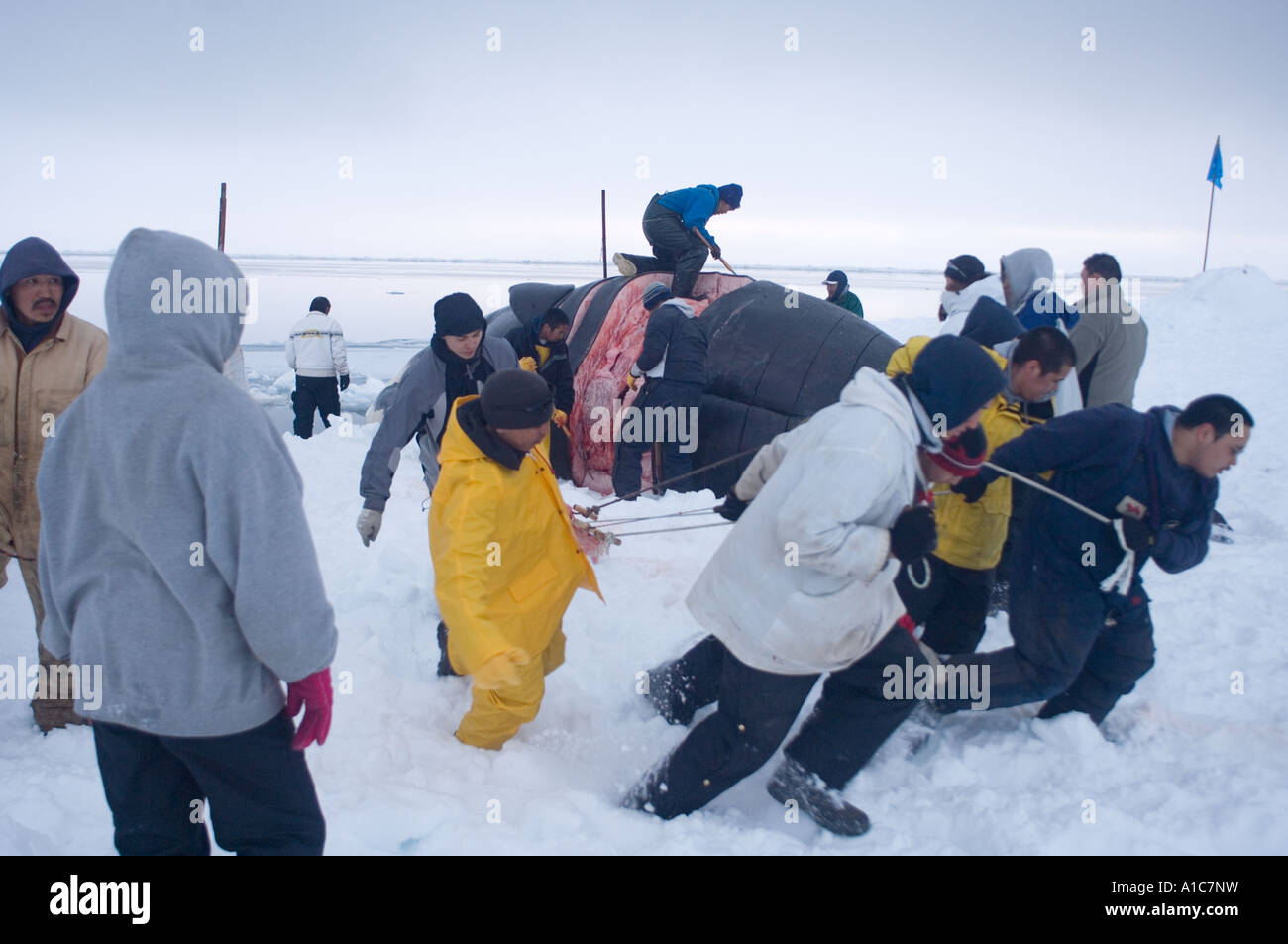 Frozen whale meat hi-res stock photography and images - Alamy