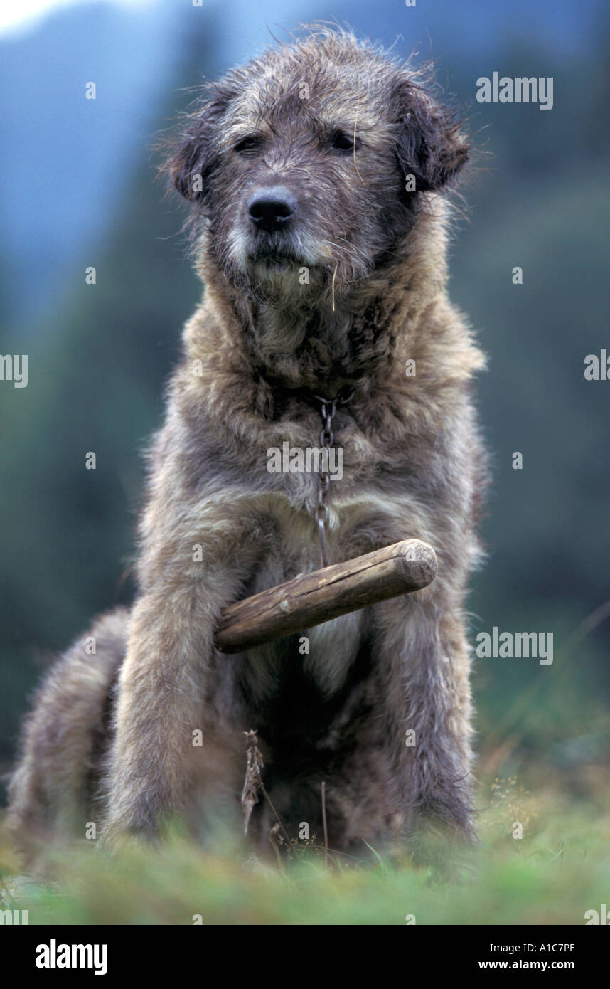 Romanian Shepherd Dog High Resolution Stock Photography and Images - Alamy