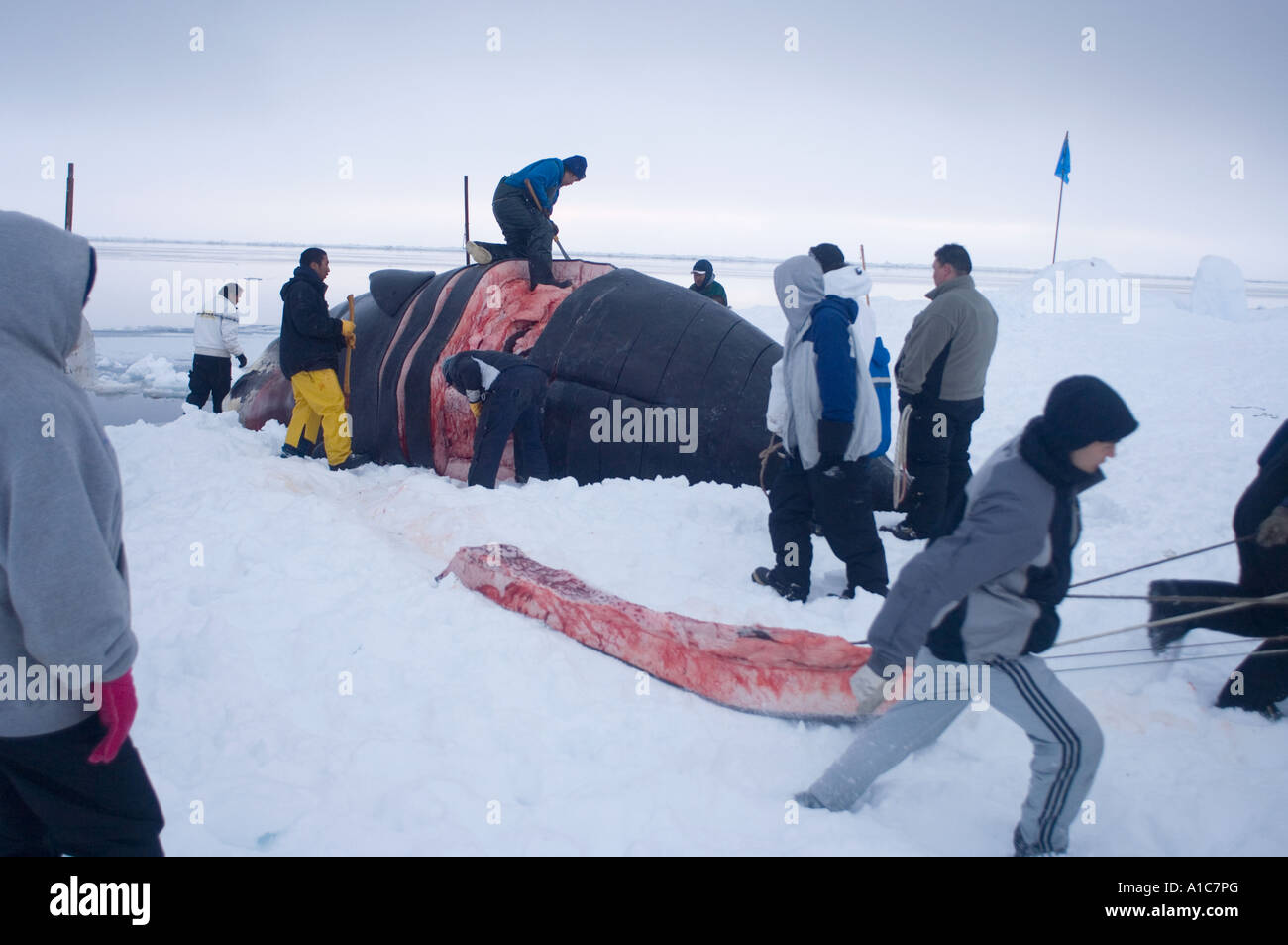 Frozen Whale Meat High Resolution Stock Photography and Images - Alamy