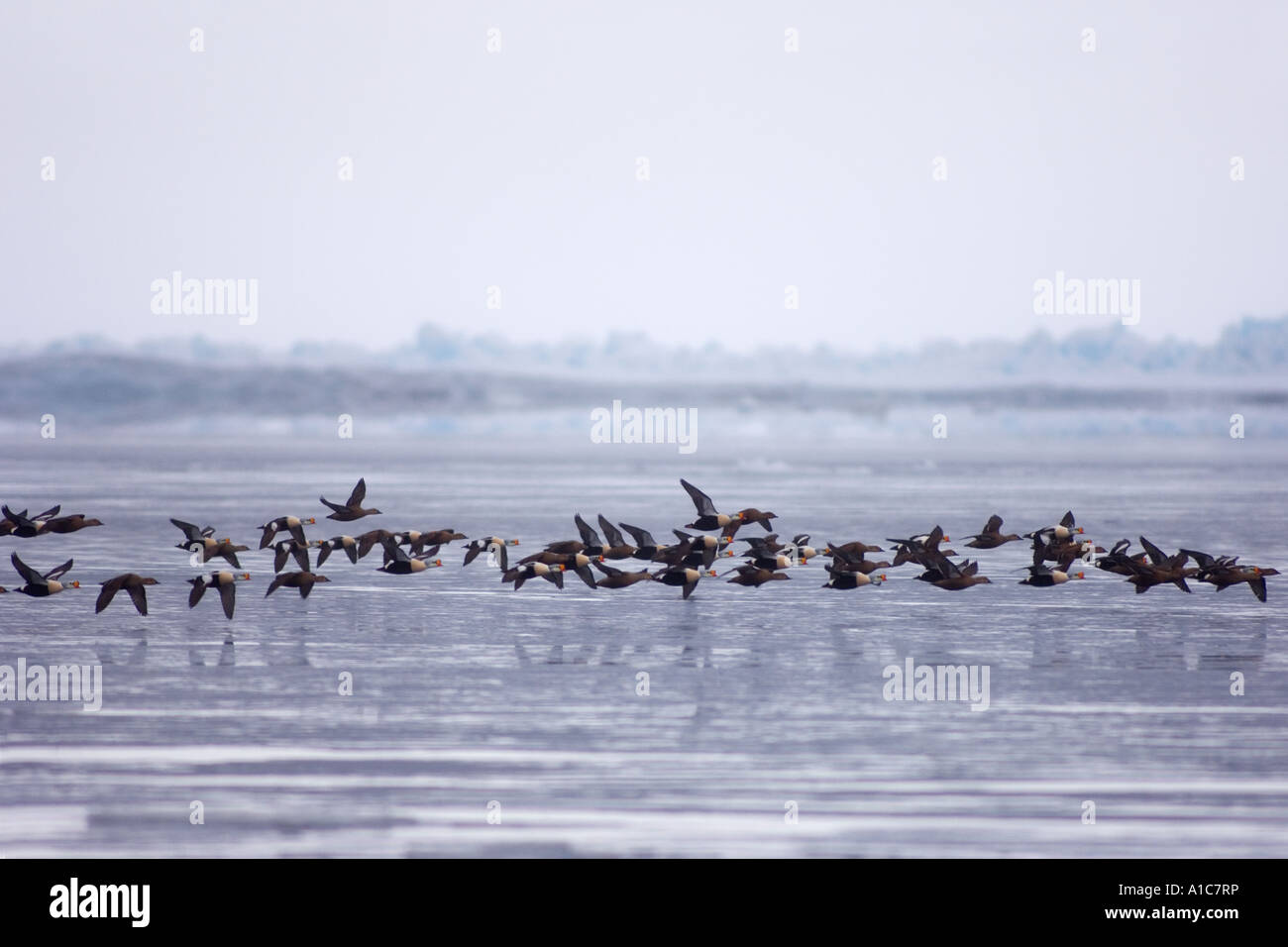 Species king eider hi-res stock photography and images - Alamy