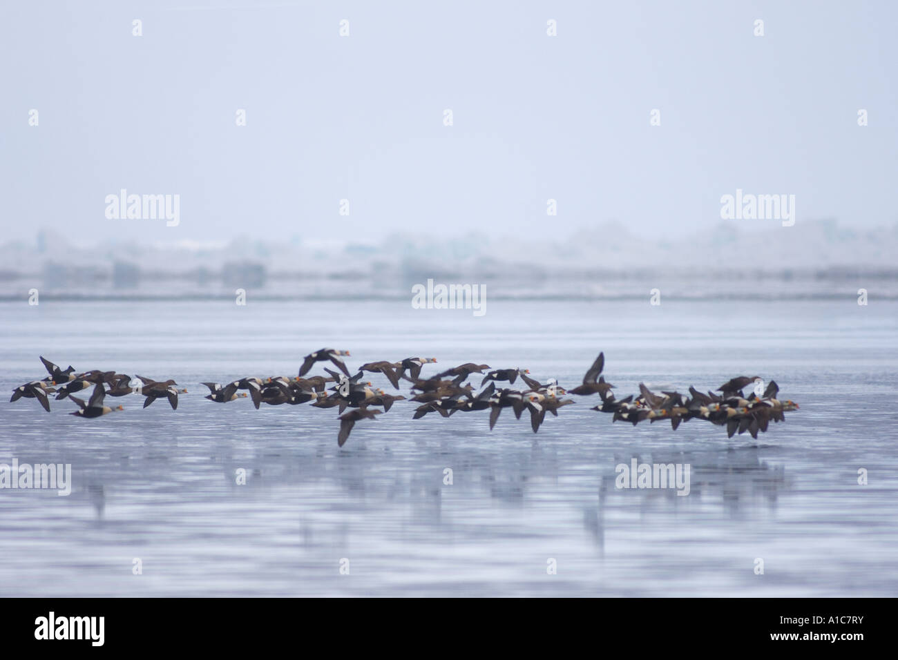 Species king eider hi-res stock photography and images - Alamy