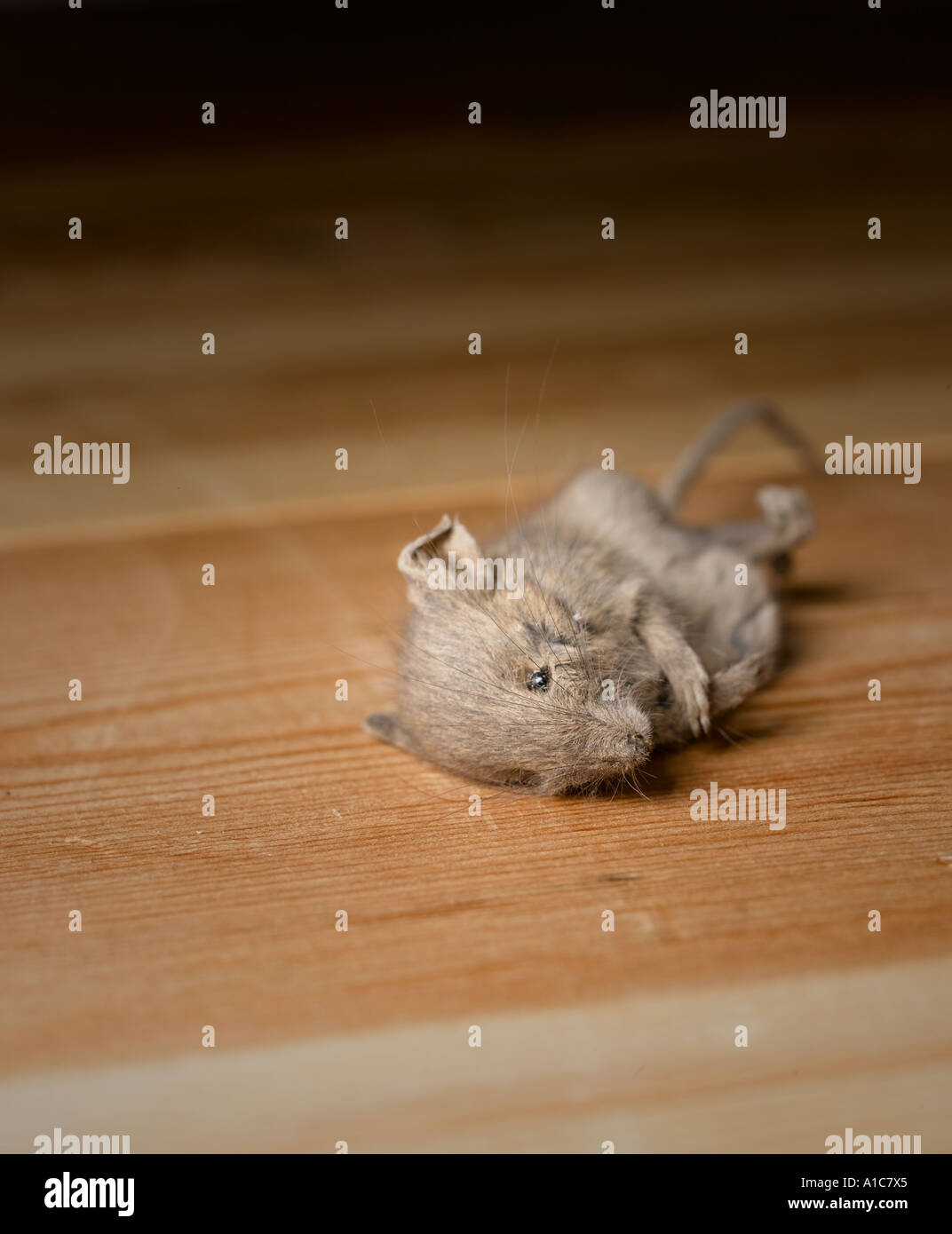 dead mouse on desk Stock Photo - Alamy