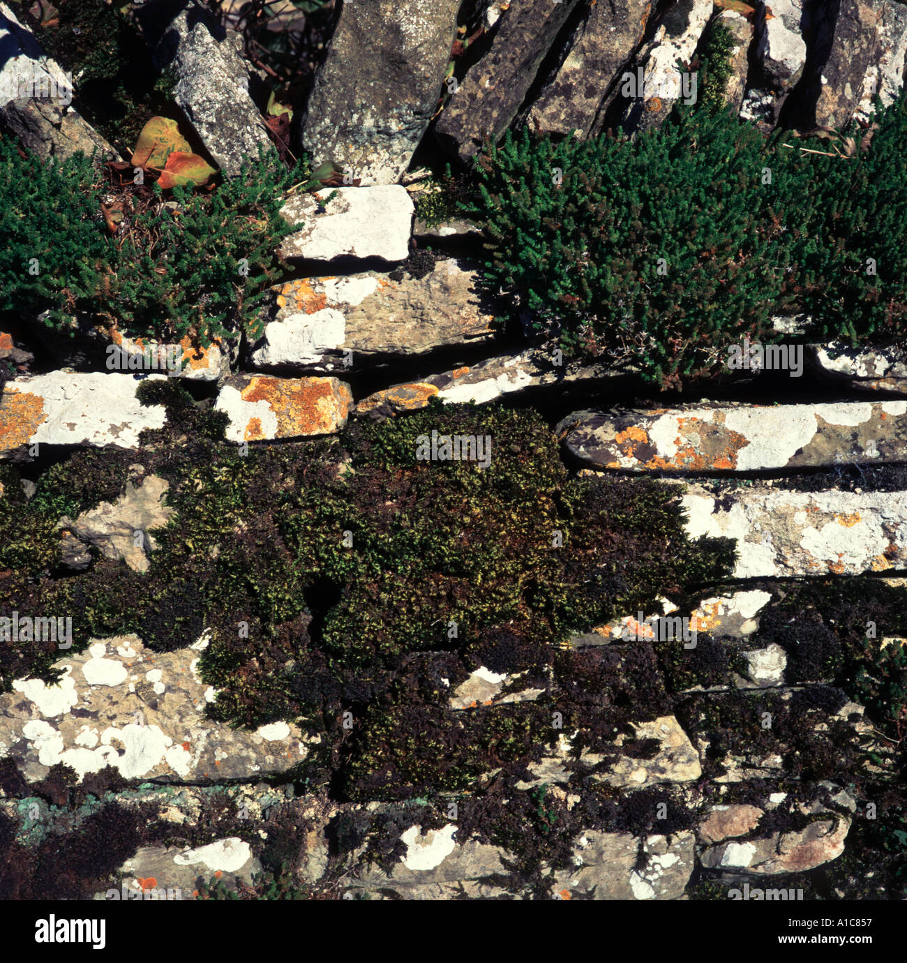 Cotswold stone wall texture hi-res stock photography and images - Alamy
